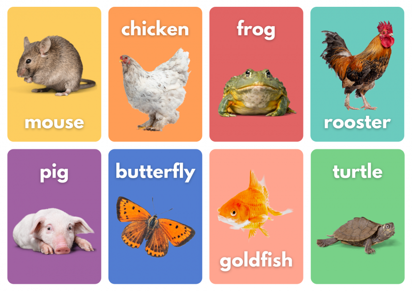 Animals (5) - ENGLISH4ALL