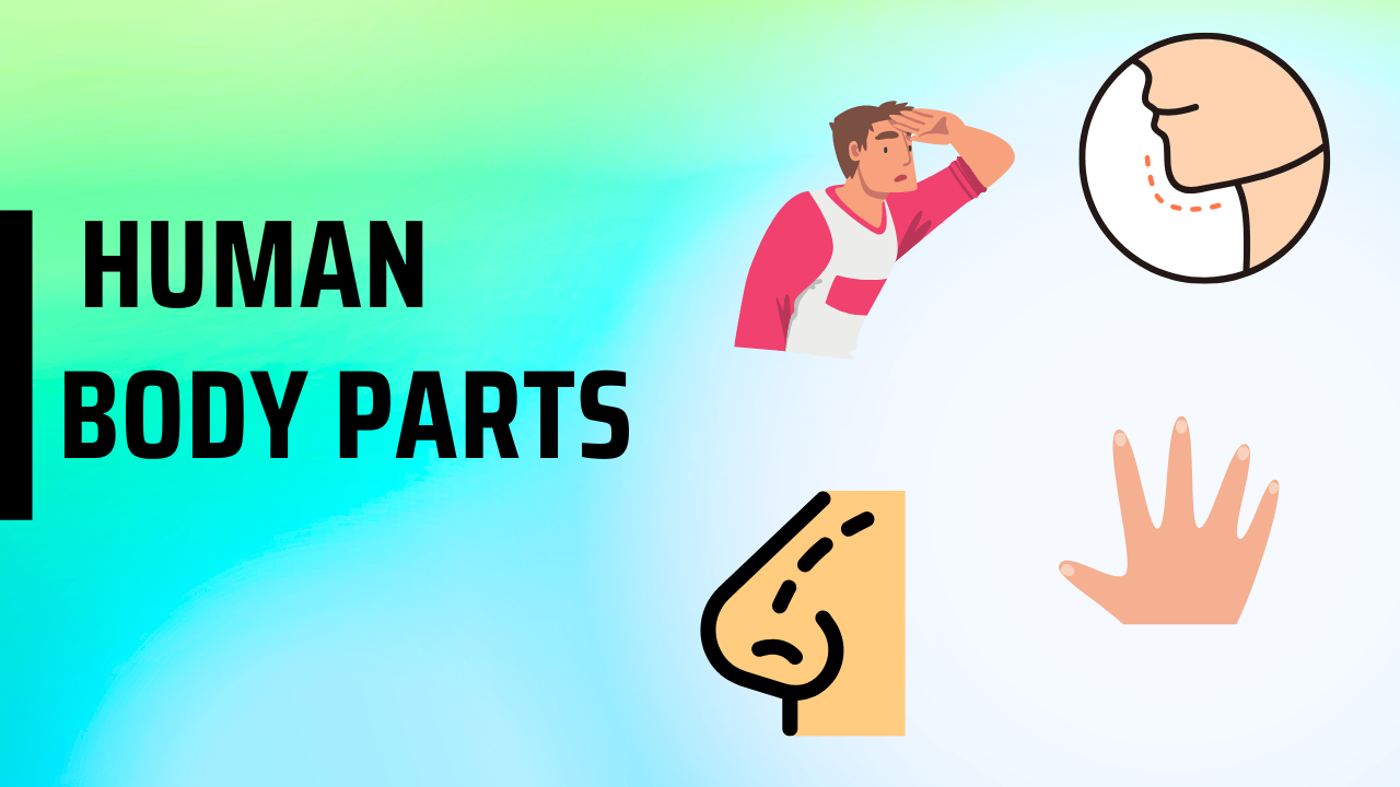 BODY PARTS: CHIN AND FOREHEAD - ENGLISH4ALL